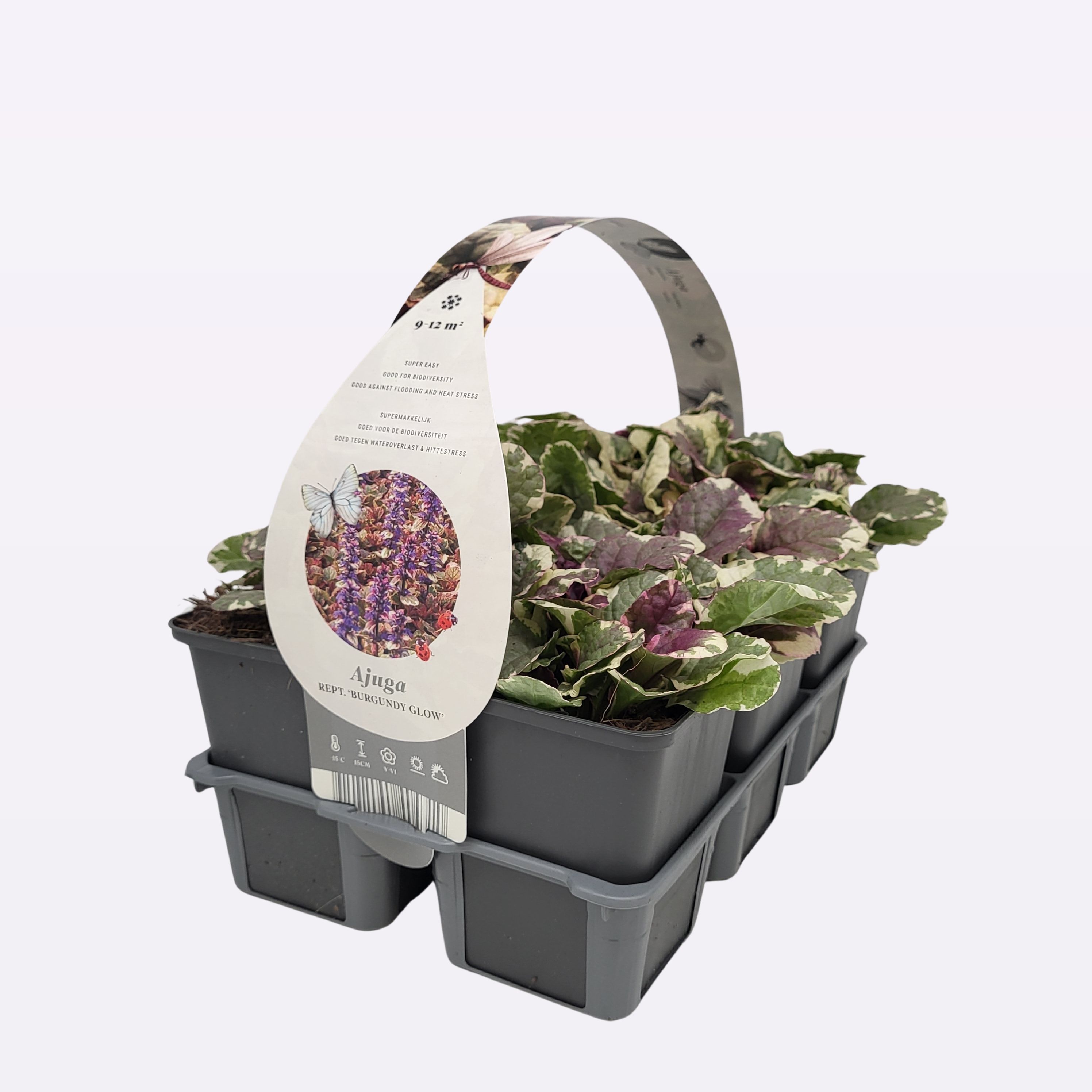 Craigmarloch nurseries. Alpines