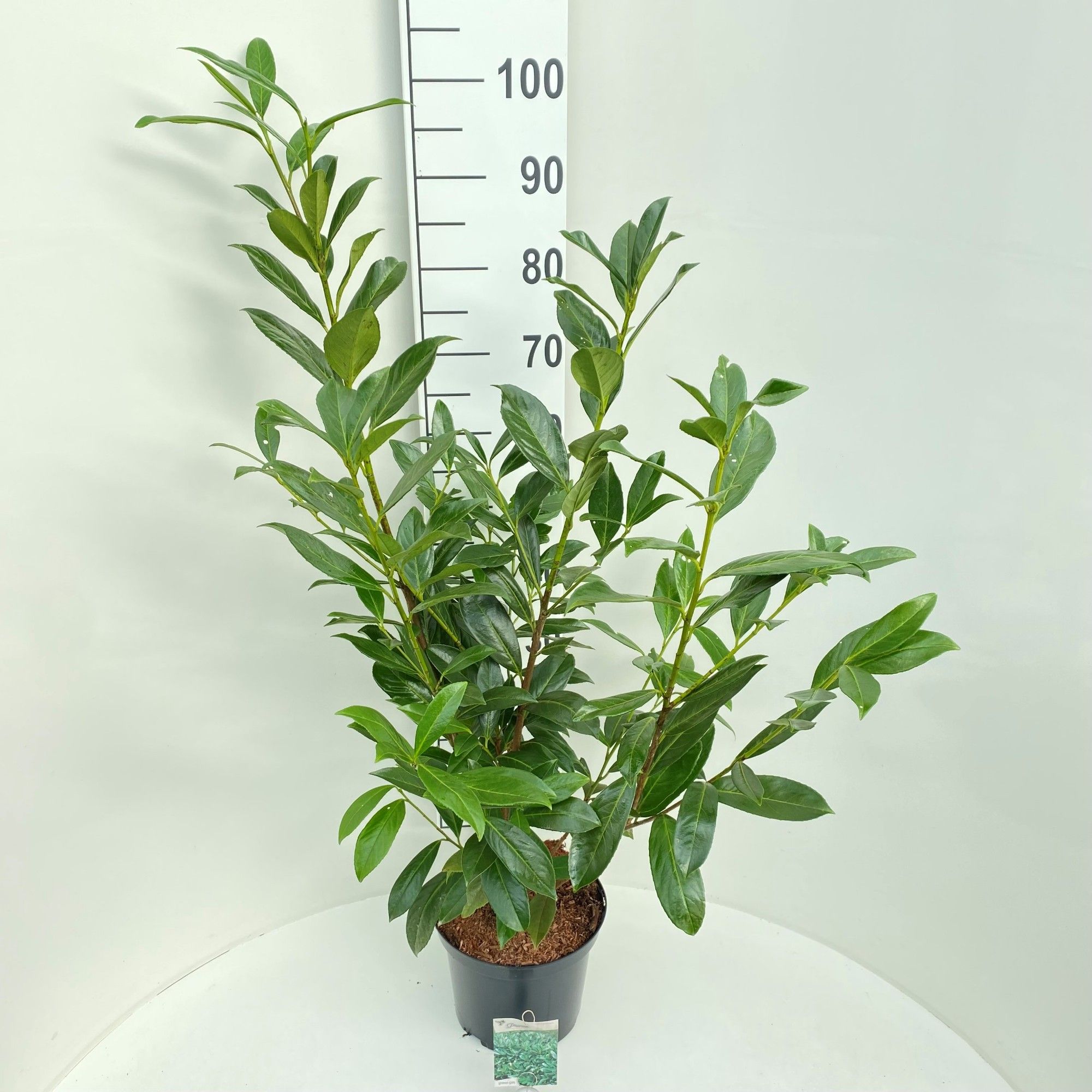 Craigmarloch nurseries. Prunus