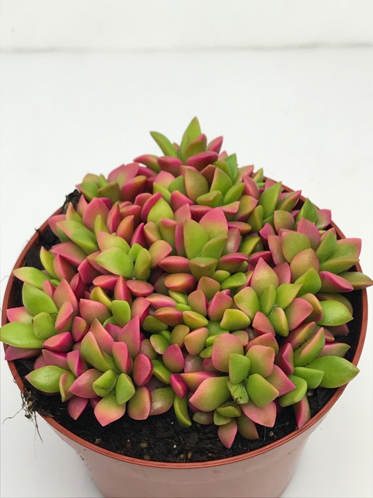 Anacampseros Rufescens