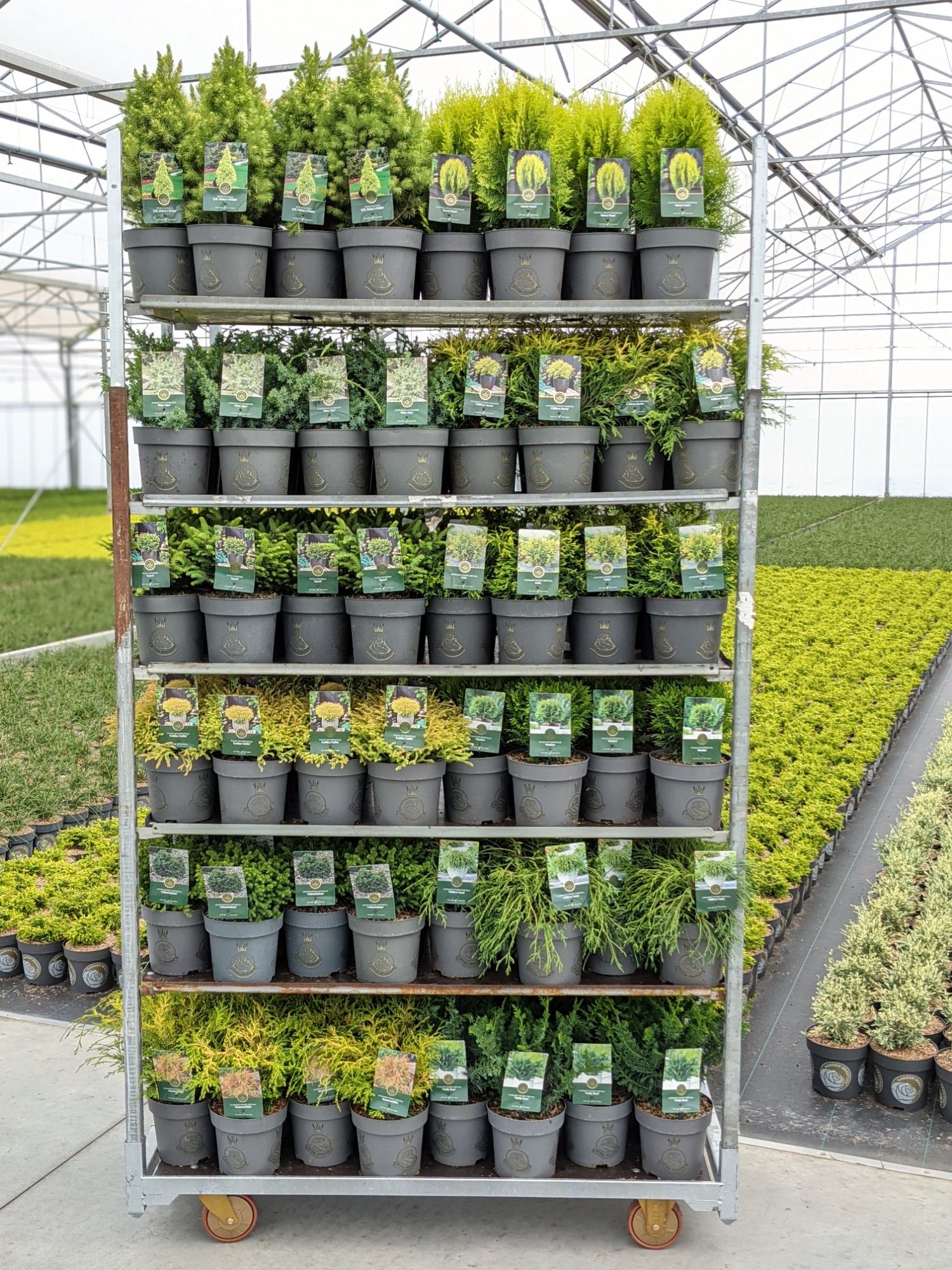 Craigmarloch nurseries. Conifer