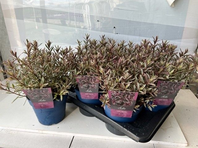 Craigmarloch nurseries. Home