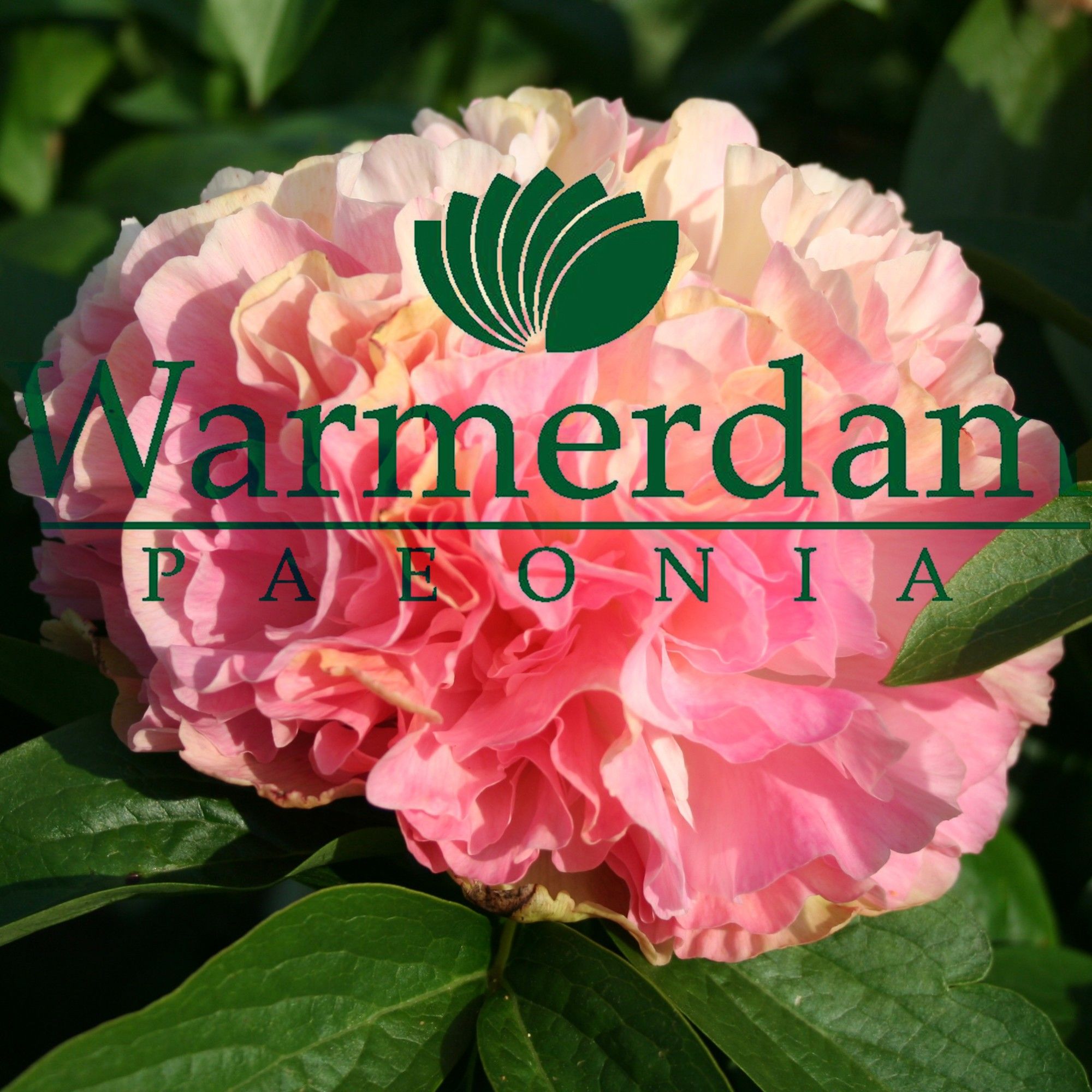 Warmerdam Wedding