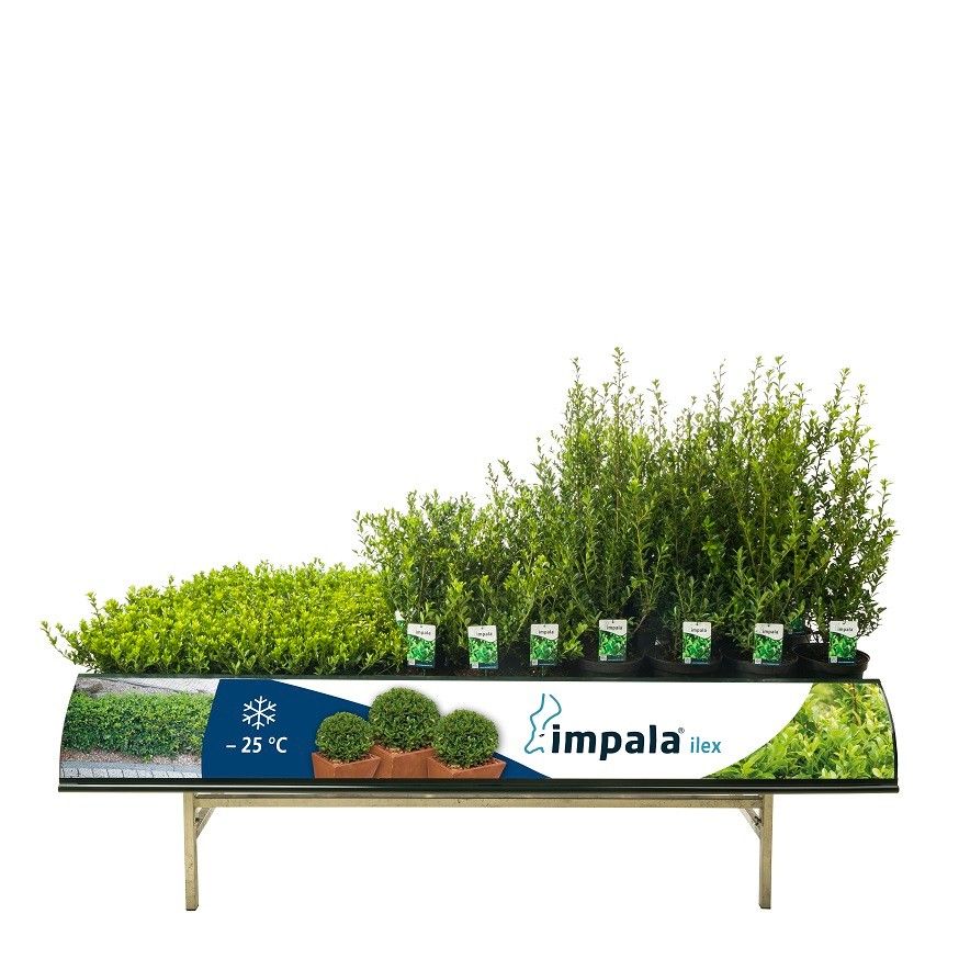 Impala Plants - FloraXchange