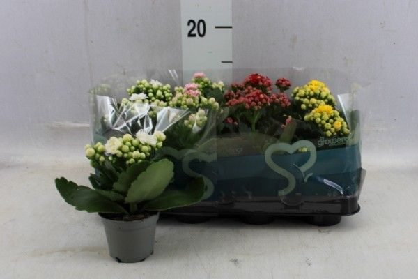 Kalanchoe double blossfeldiana Perfecta mixed 4 co Double Mix | Gardenline