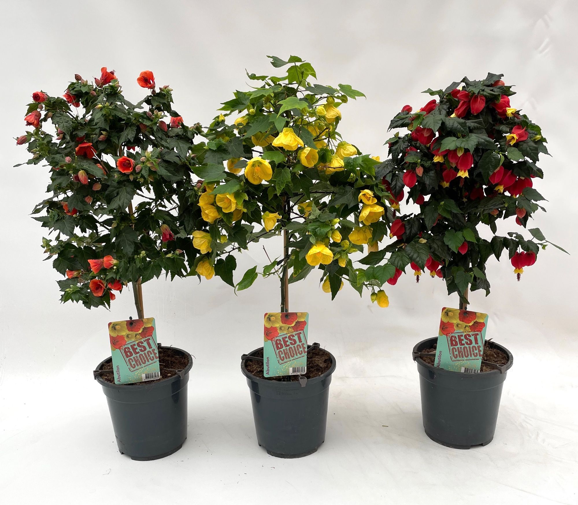 Abutilon On stem Abutilon Abutilon Flowering Outdoor Container Plants OZ Planten
