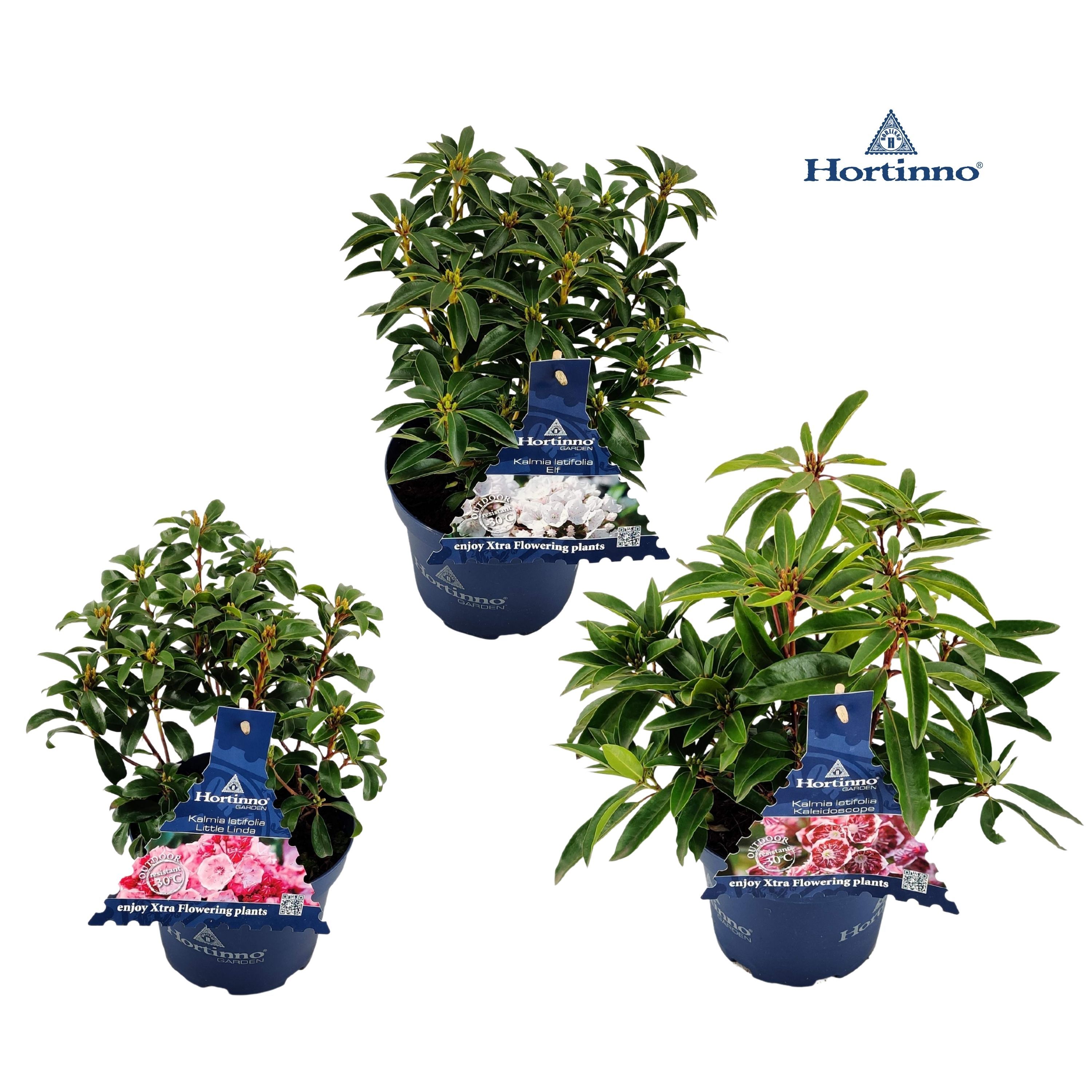 Arvore Kalmia Latifolia