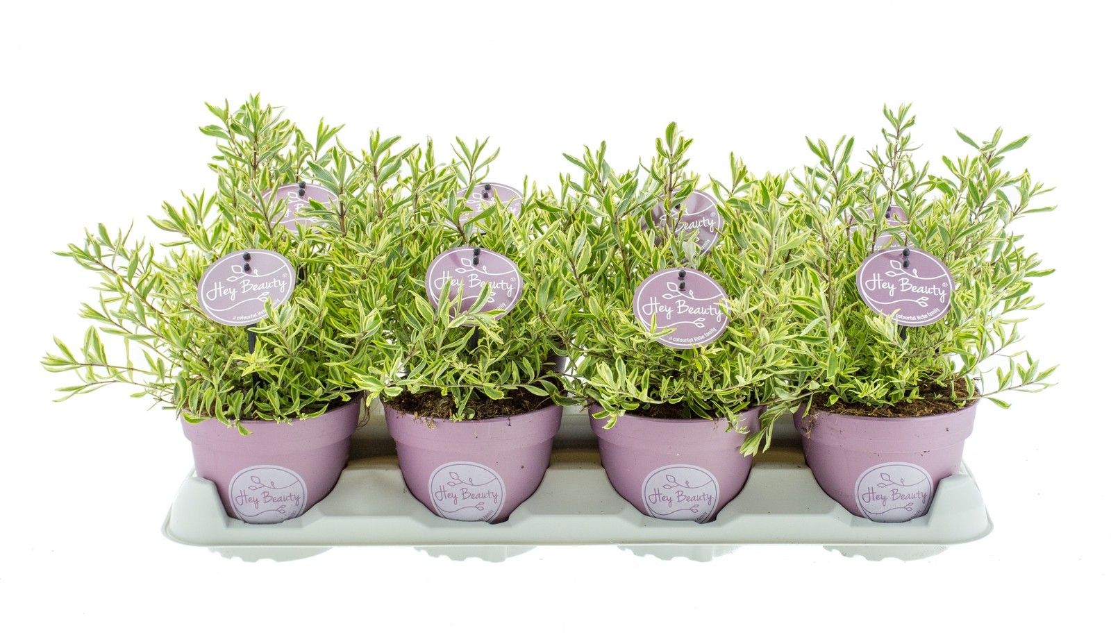 Craigmarloch nurseries. New Arrivals
