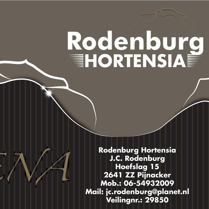 Rodenburg Roses - FloraXchange