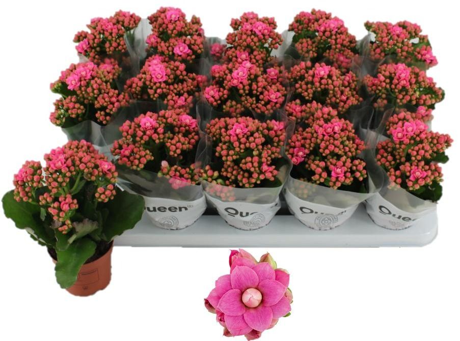 Kalanchoe double Rose Flowers Audrey min 4 layers | Gardenline