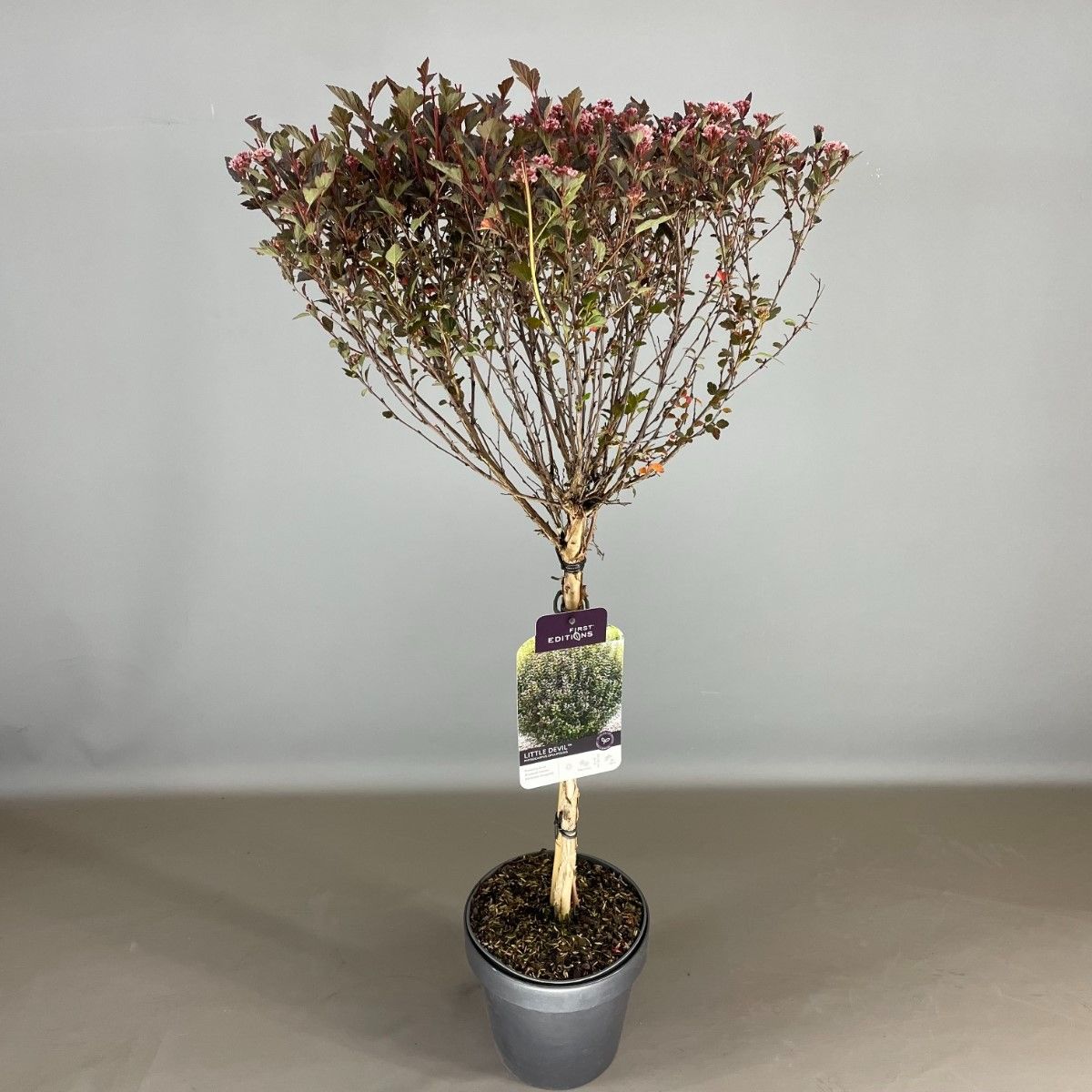 Craigmarloch nurseries. Physocarpus