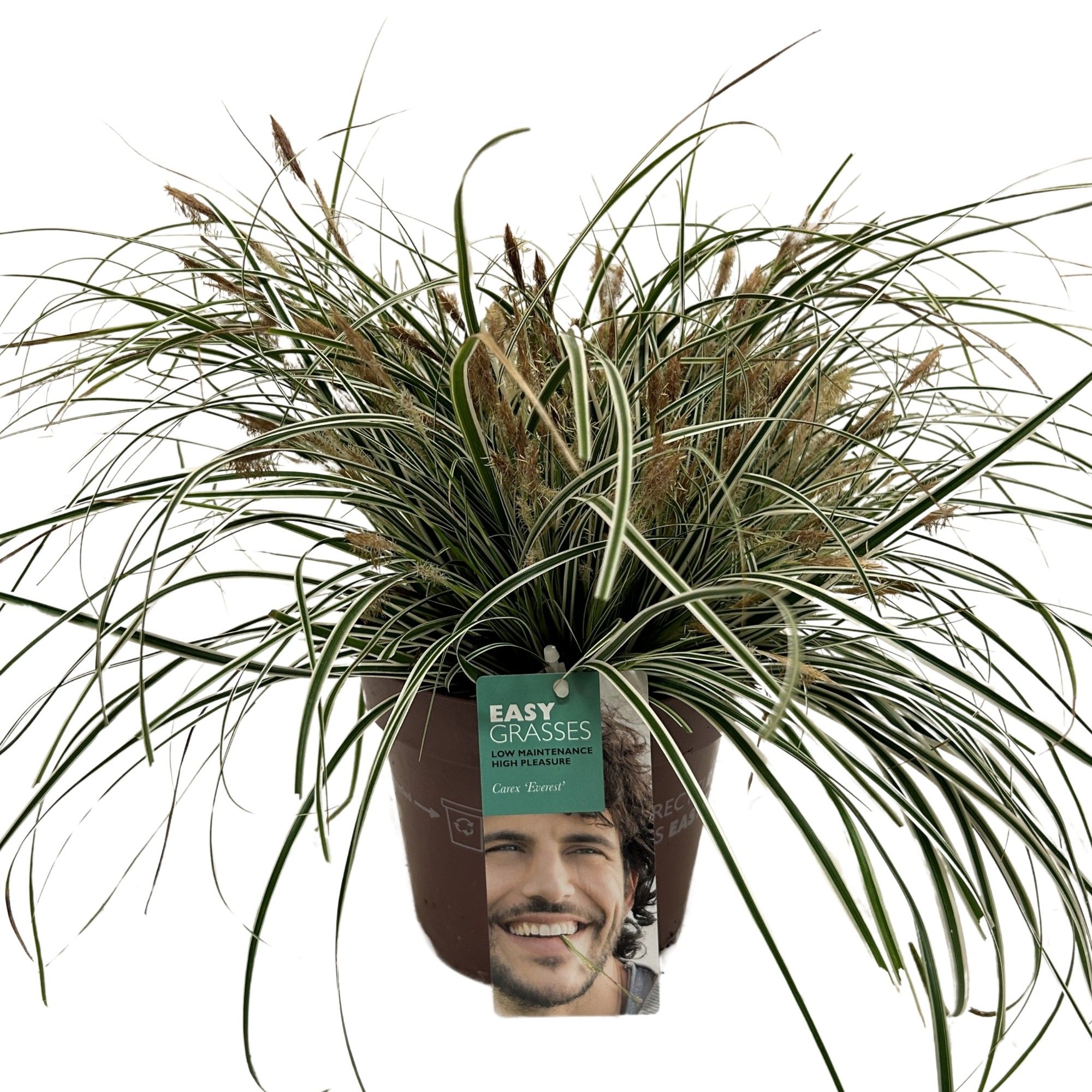 Craigmarloch nurseries. Grasses