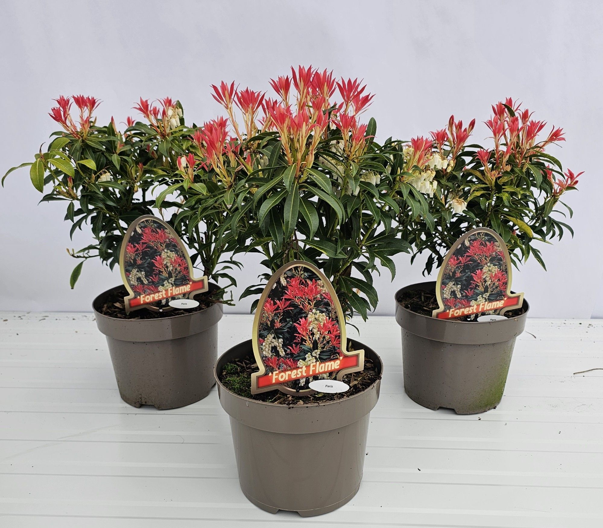 Craigmarloch nurseries. Outdoor plants