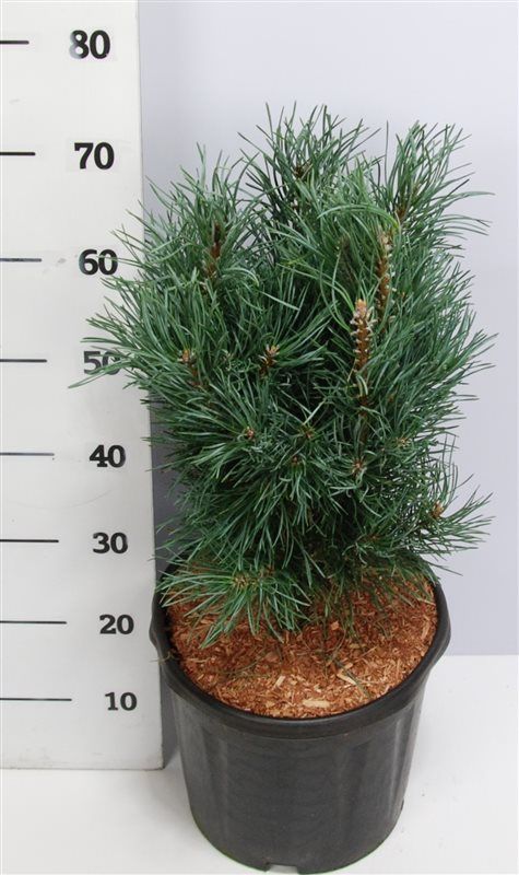 Pinus Sylvestris Fastigiata