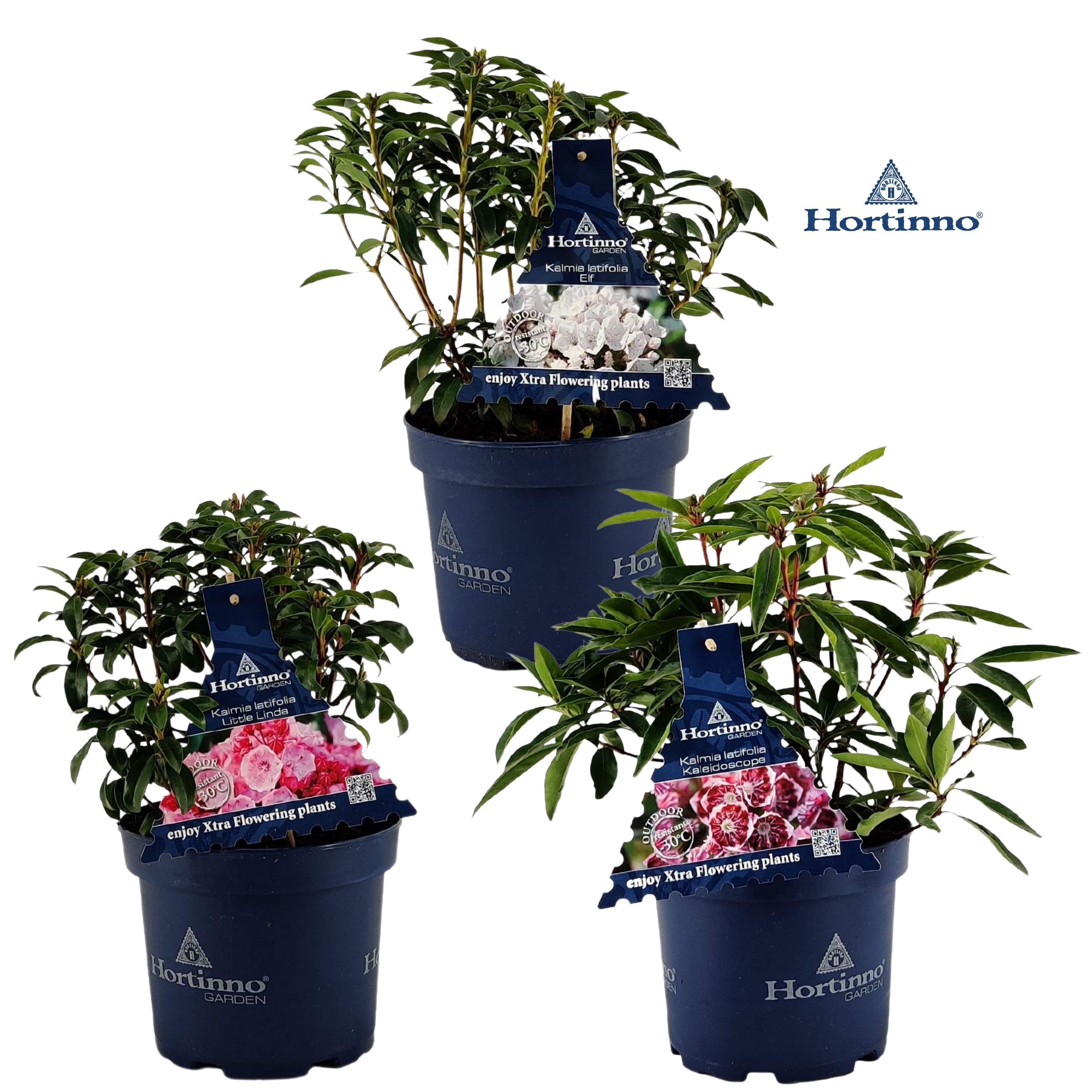 Arvore Kalmia Latifolia