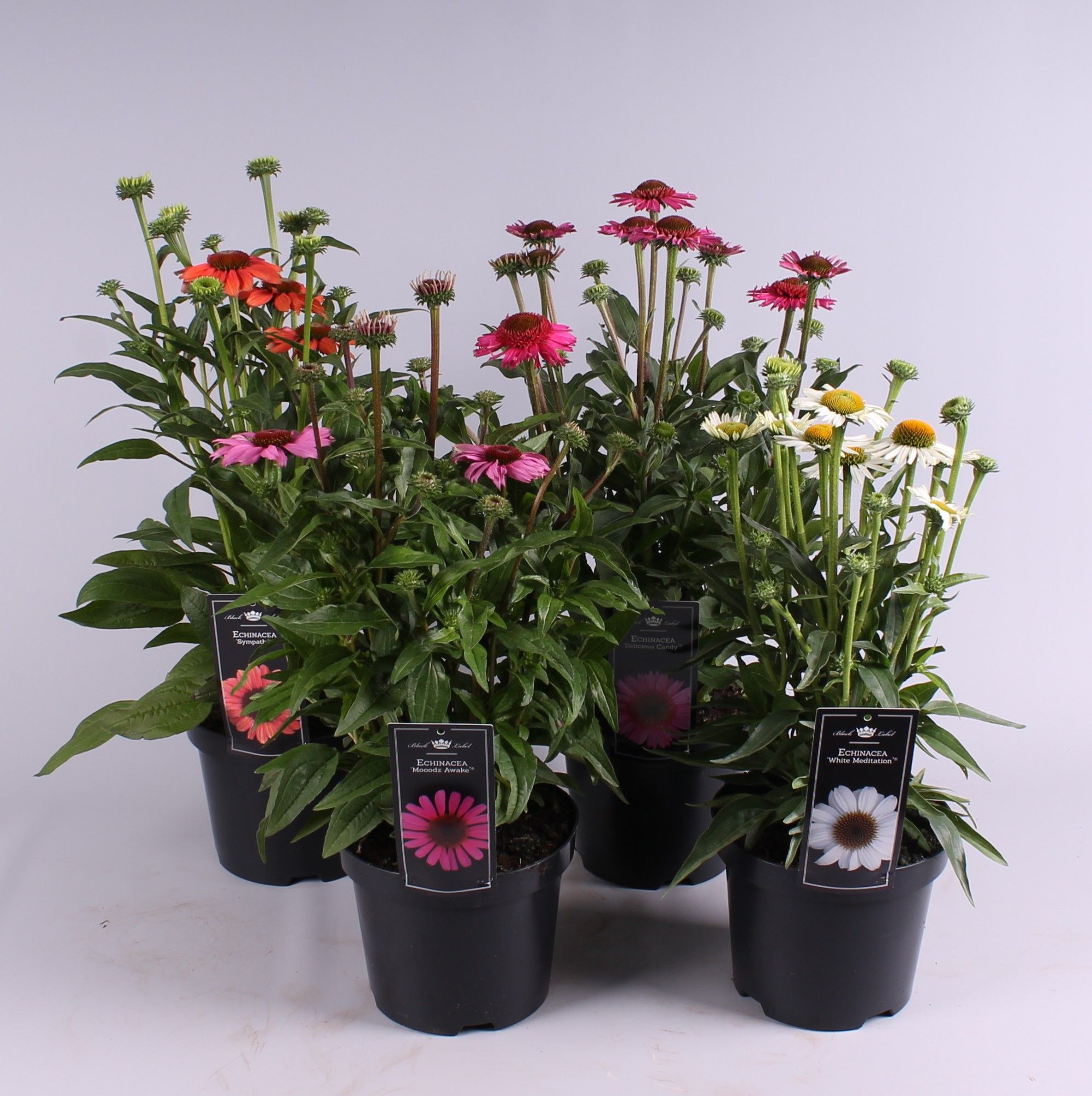 Craigmarloch nurseries. Home