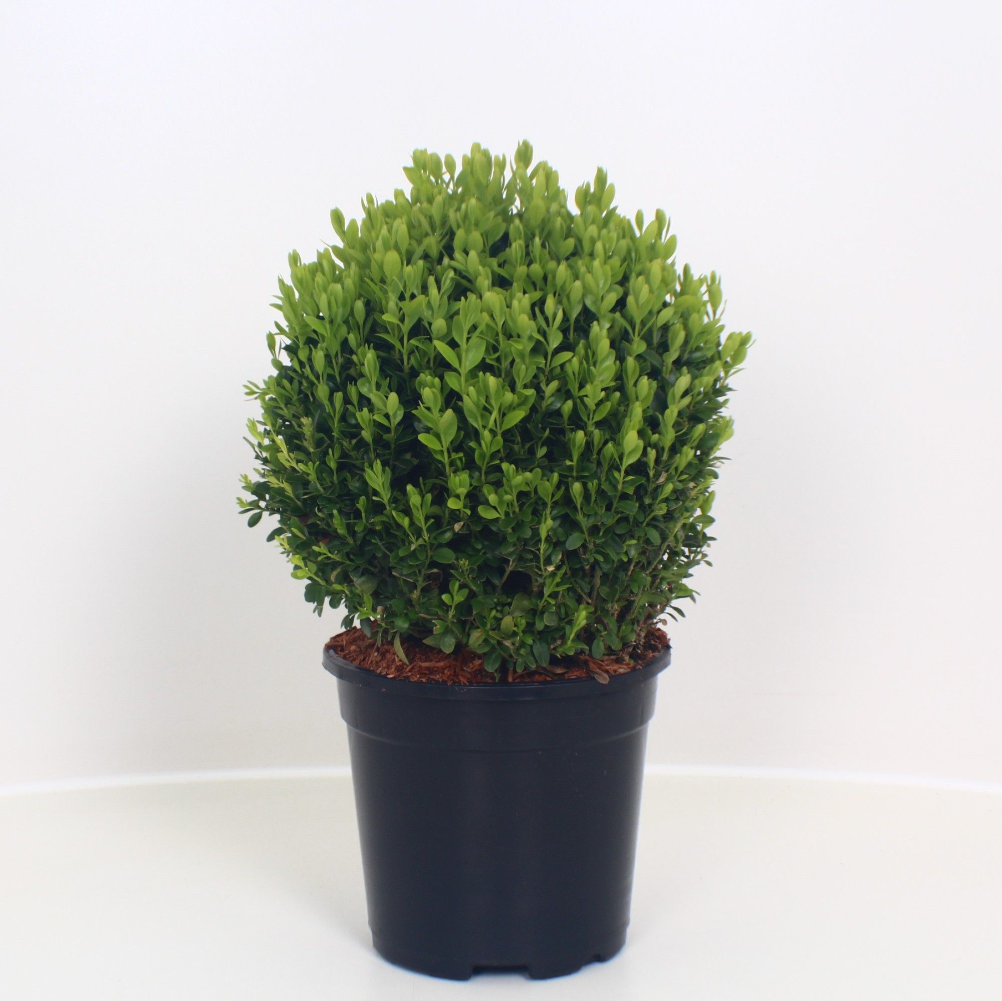 Craigmarloch nurseries. Buxus