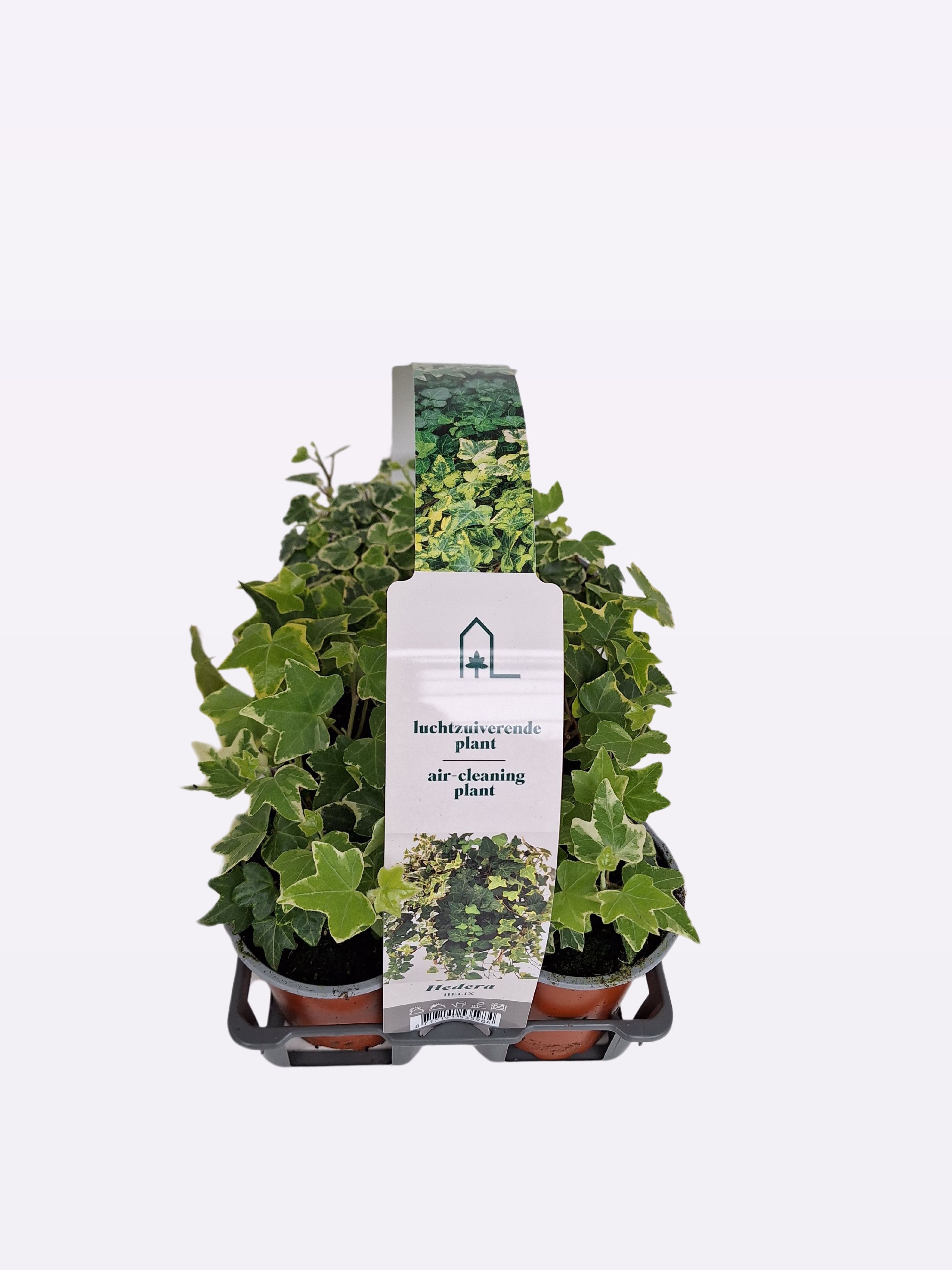 Craigmarloch nurseries. Climbing Plants