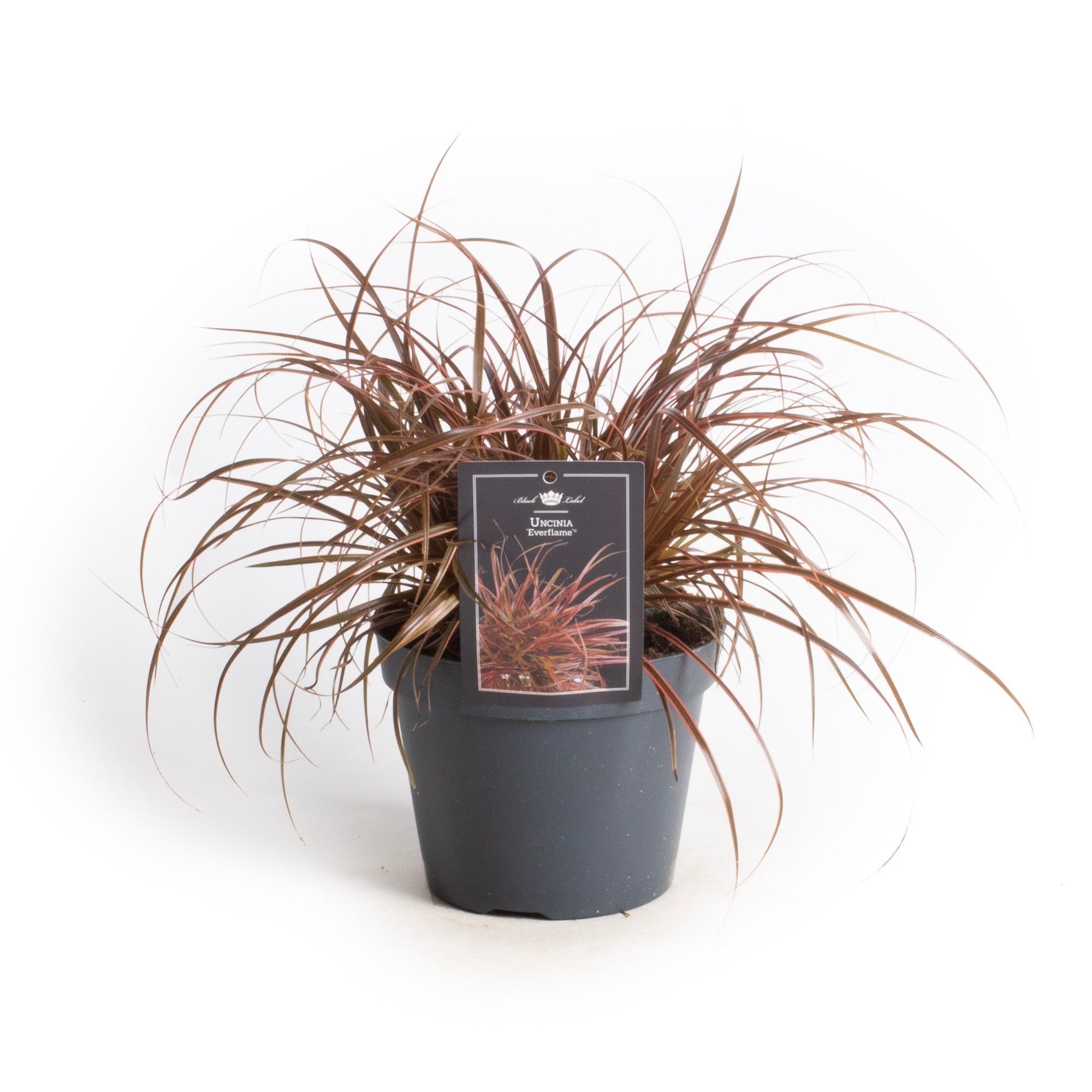 Craigmarloch nurseries. Uncinia