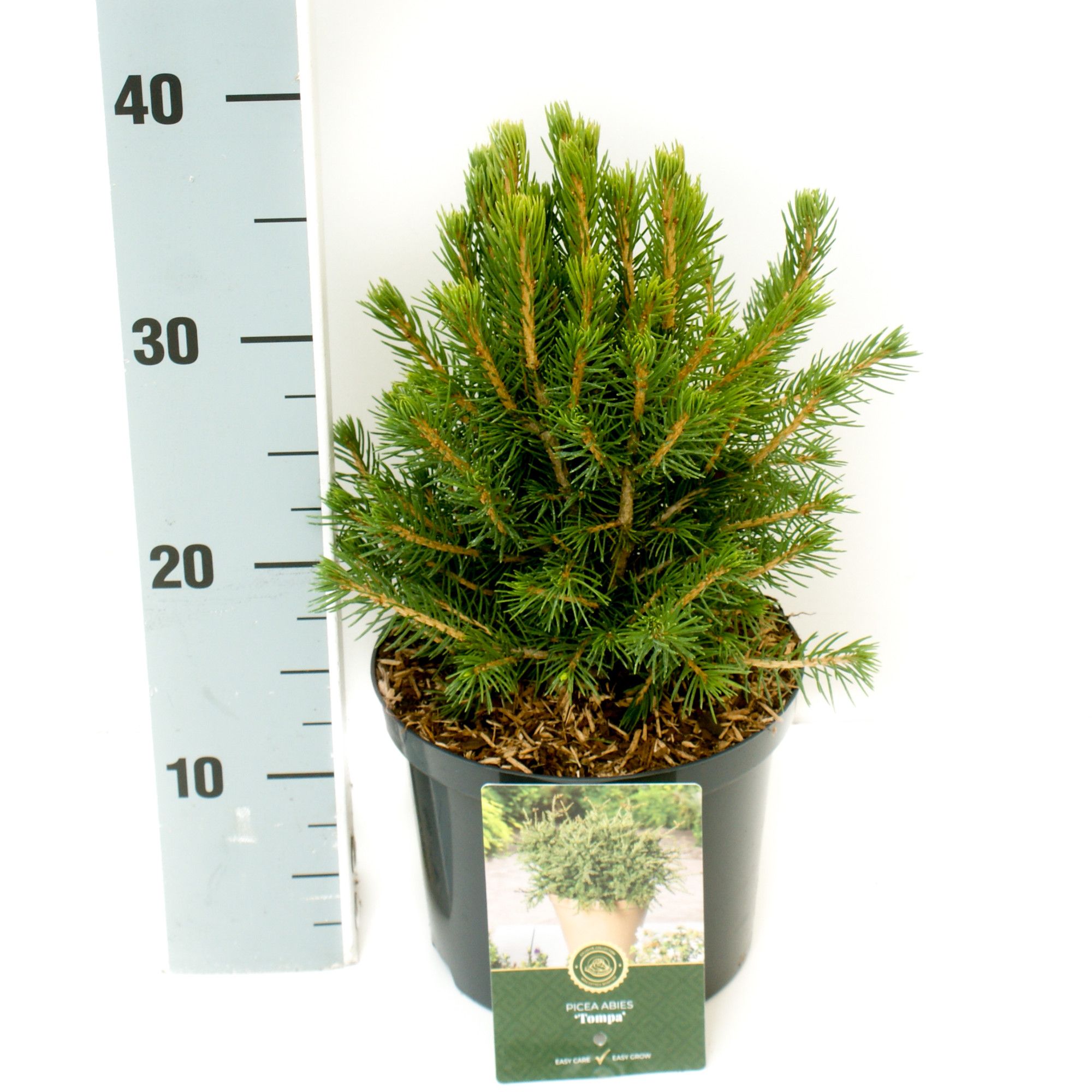 Craigmarloch nurseries. Picea