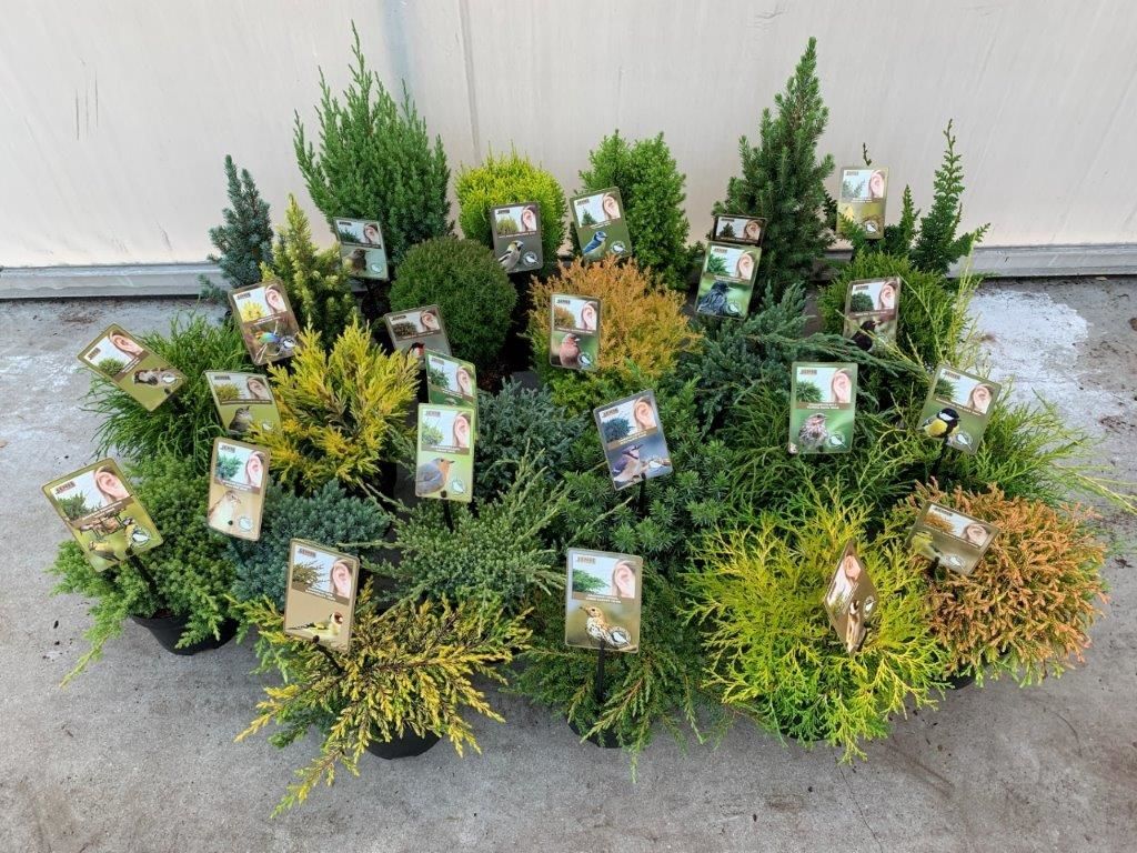 Craigmarloch nurseries. Outdoor plants