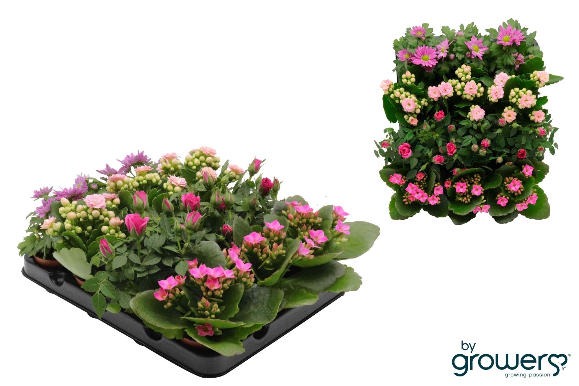 mixed flowering houseplants Mix Pink | Overig bloeiende planten | Other ...