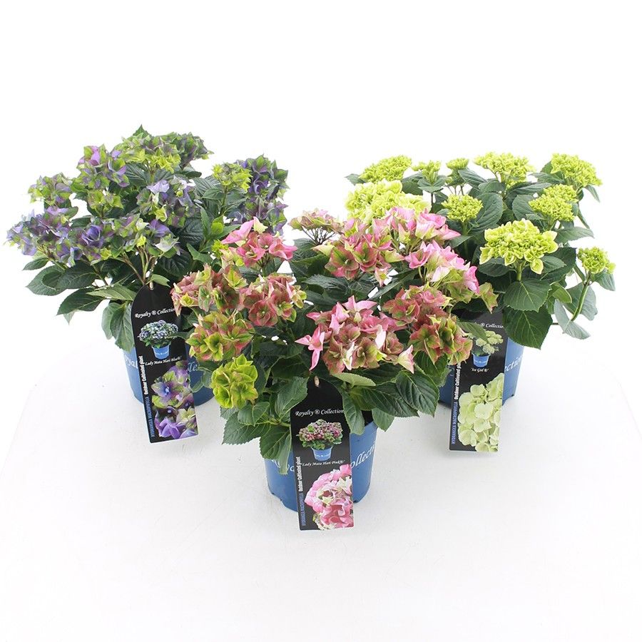 Craigmarloch nurseries. Home