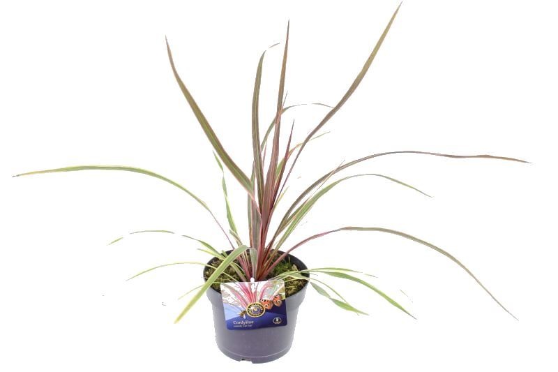 Craigmarloch nurseries. Outdoor plants