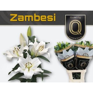 Aanbod - FloraXchange