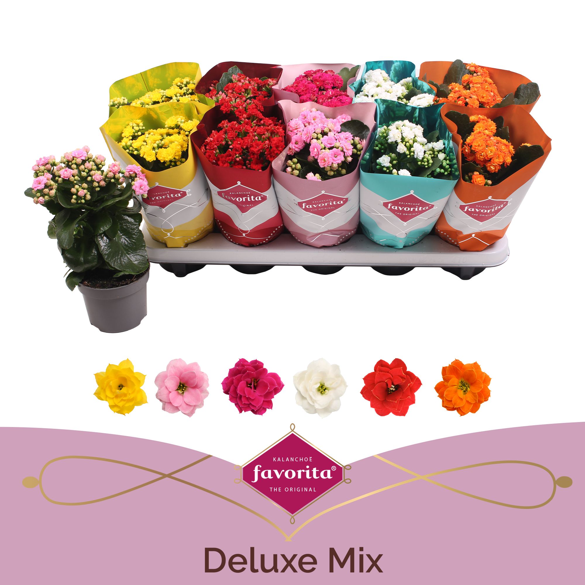Kalanchoe Double Flower | Best Flower Site