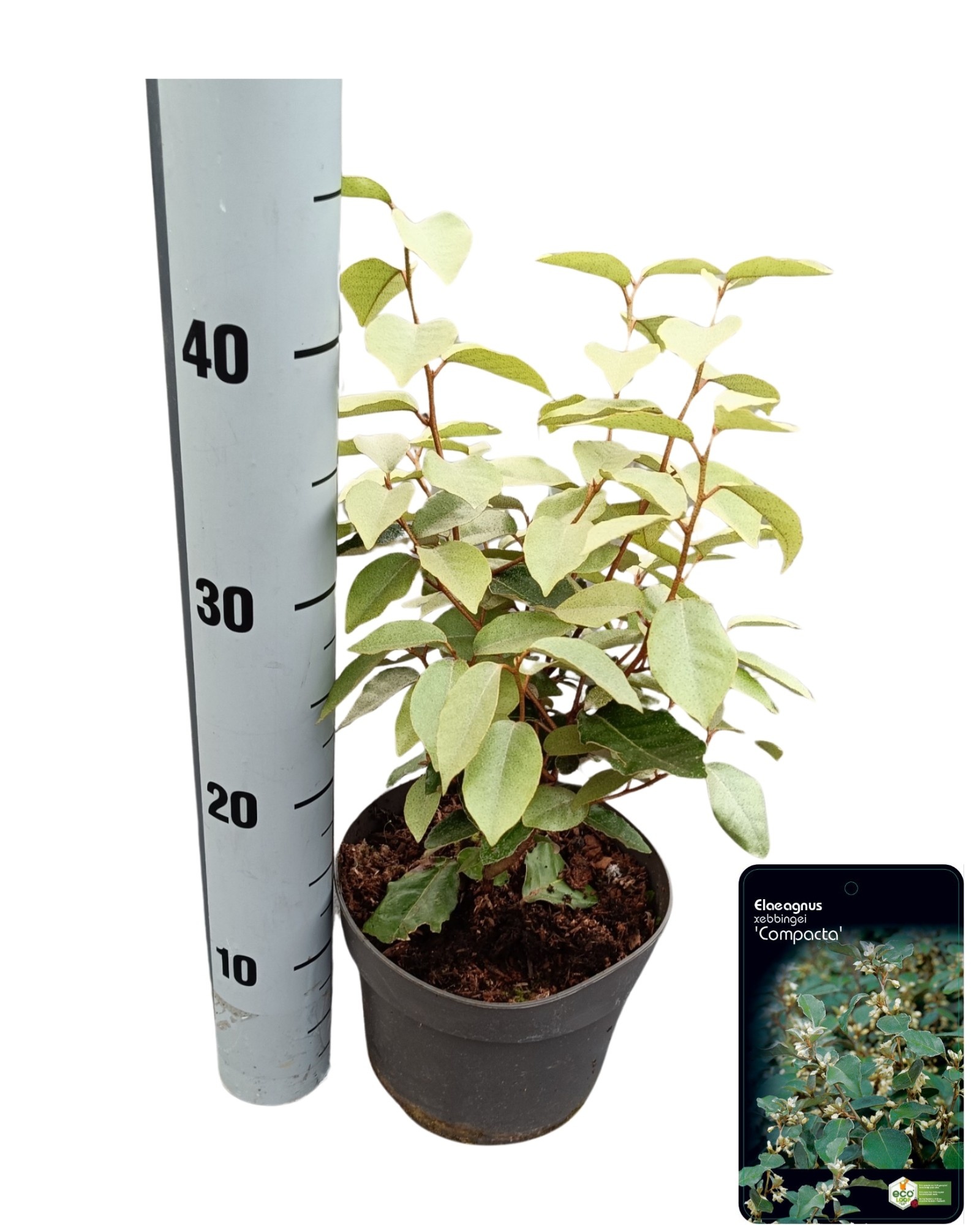 Craigmarloch nurseries. Shrubs