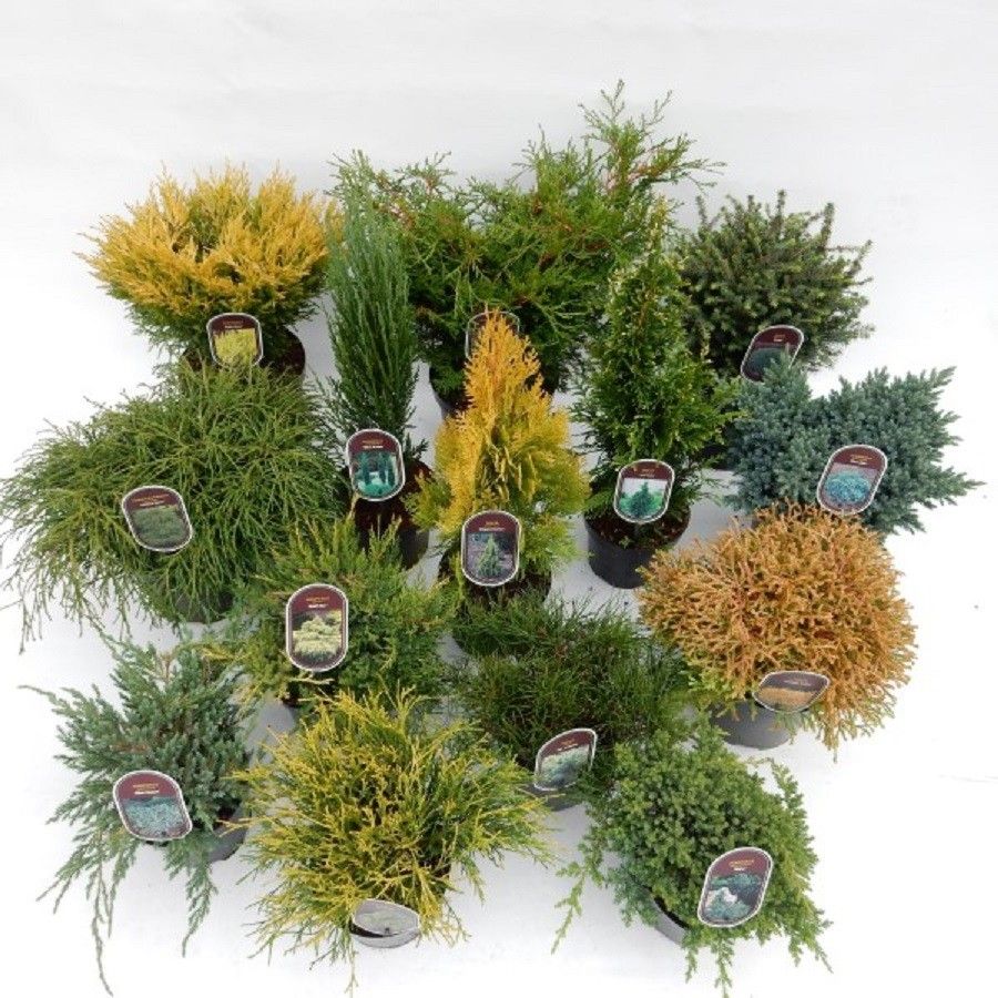 Craigmarloch nurseries. Outdoor plants