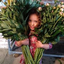 OPG Bejuk Kristina - FloraXchange