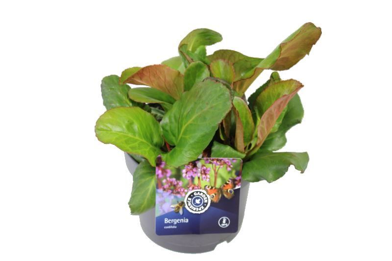 Craigmarloch nurseries. Home