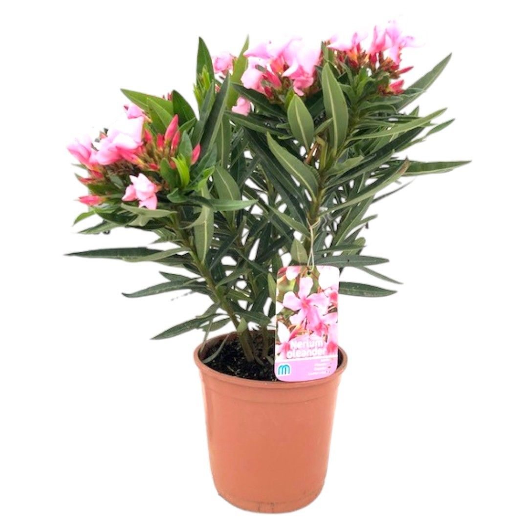 Folha De Nerium Oleandro Flor Rosa Doce De Nerium Oleander Com Folha