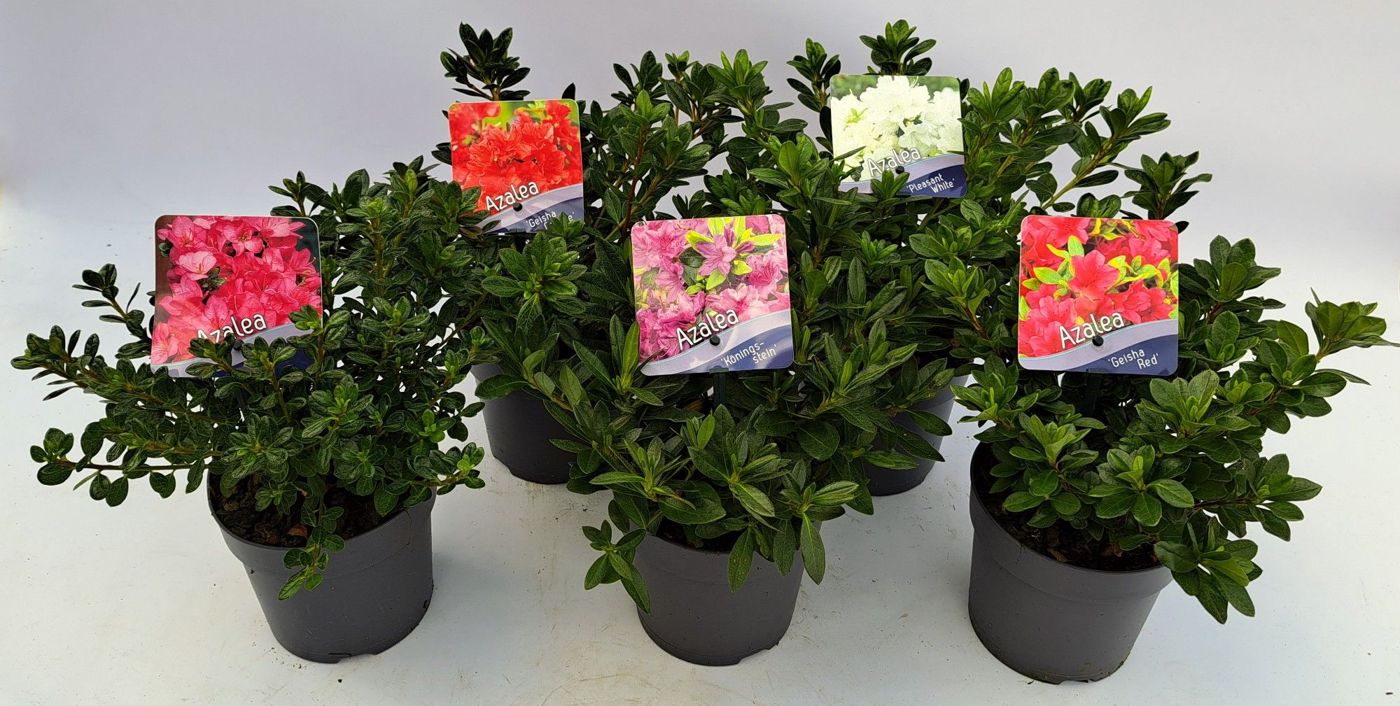 Craigmarloch nurseries. Outdoor plants
