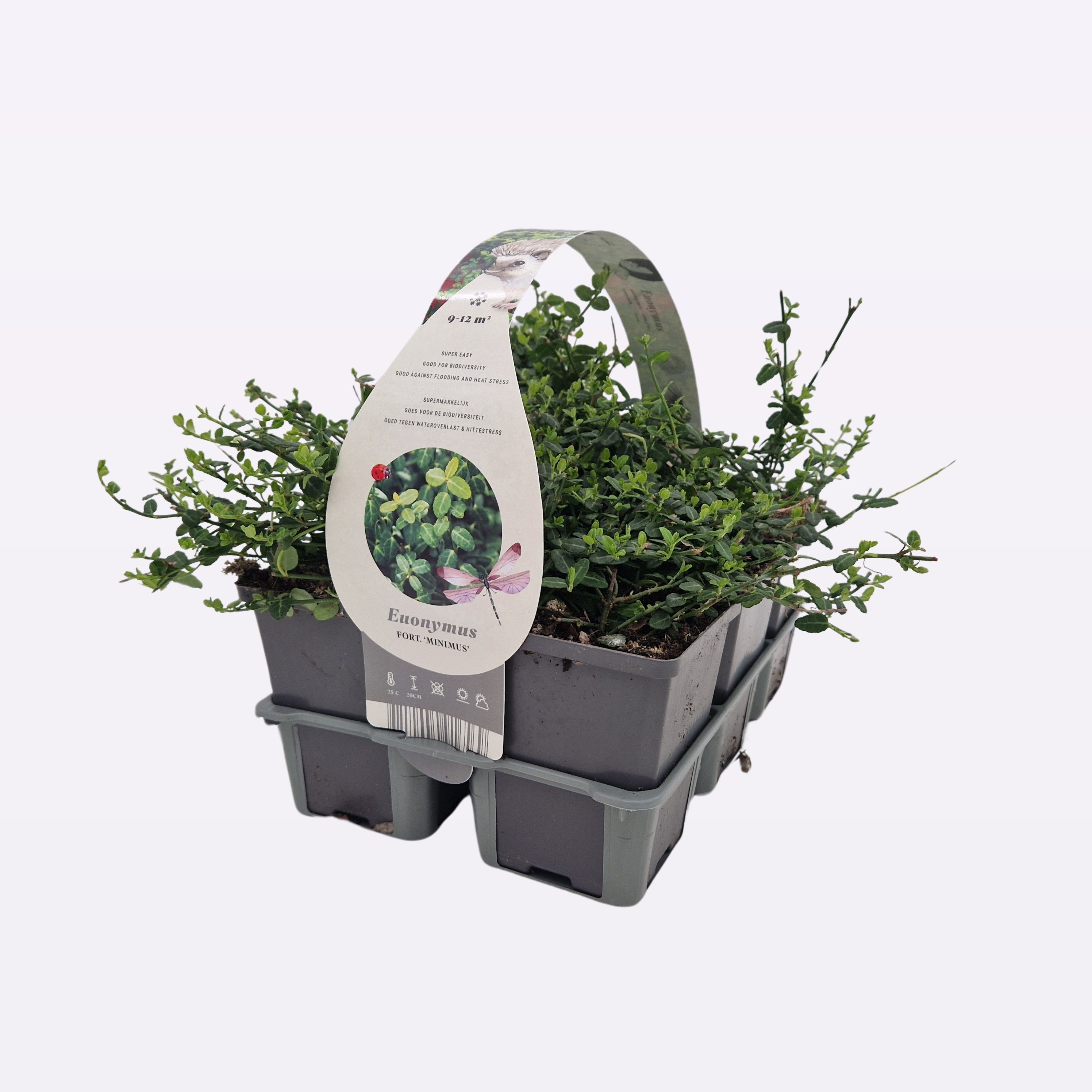 Craigmarloch nurseries. Euonymus