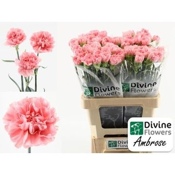 Aanbod - FloraXchange