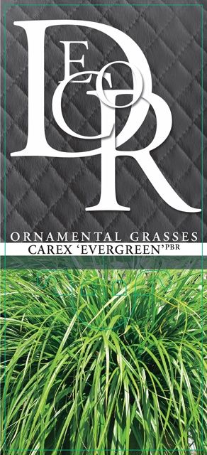 Carex oshimensis Evergreen Carex Carex Green Outdoor Plants OZ Planten