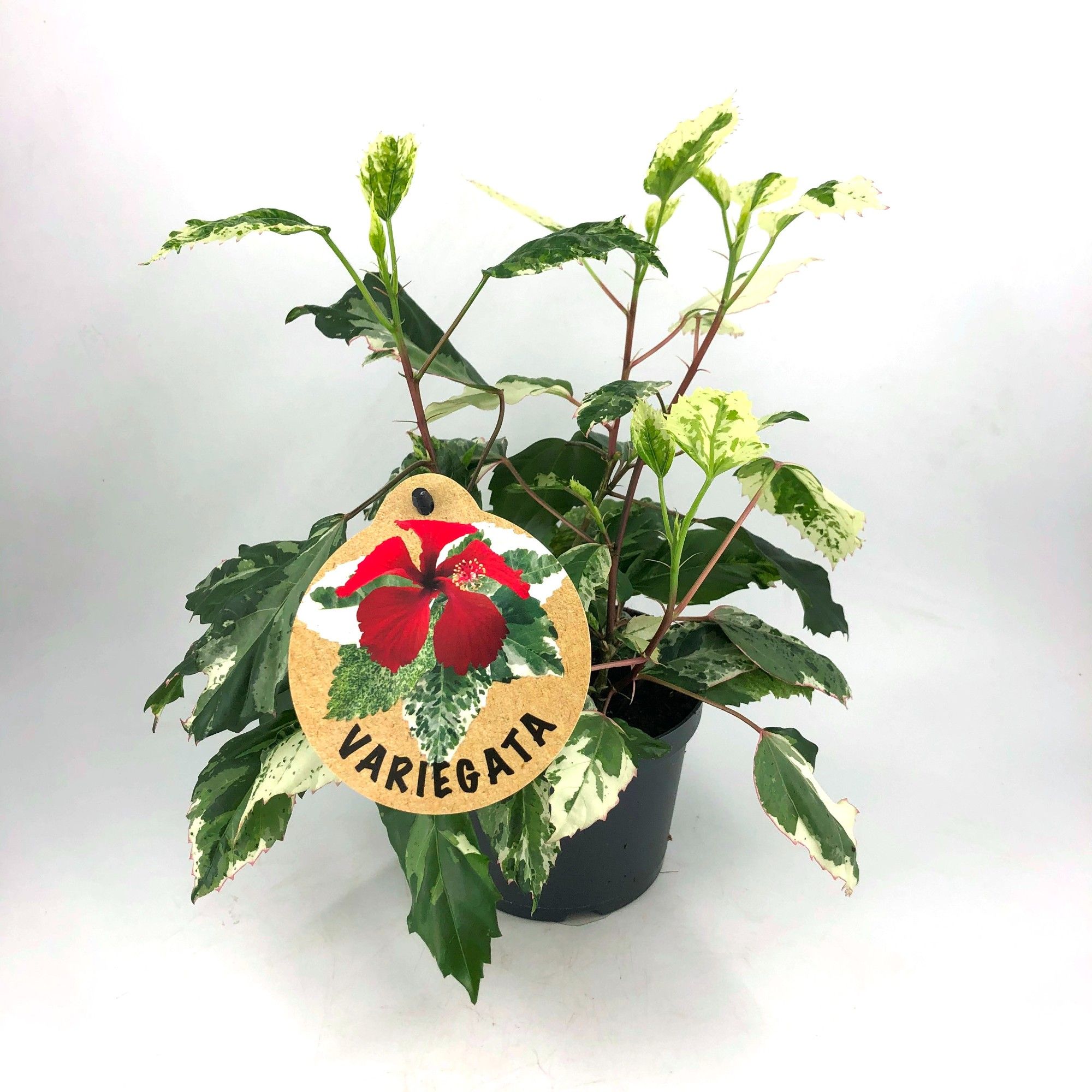 Hibiscus Rosa Sinensis Variegata Hibiscus Rosa Sinensis